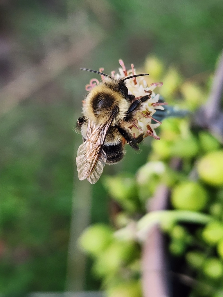 Common Eastern Bumble Bee from Ponchatoula, LA, USA on November 18 ...
