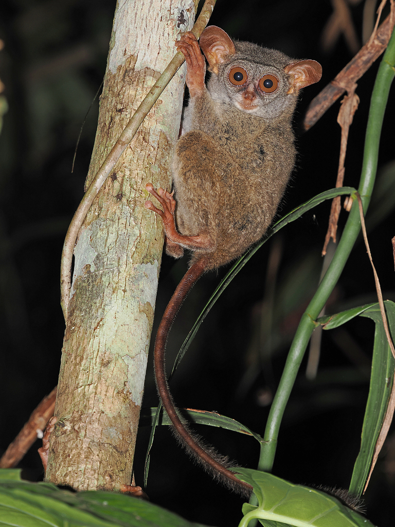 Siau Island Tarsier (Tarsius tumpara) - Know Your Mammals