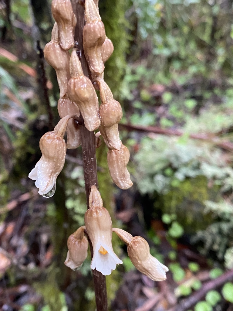 tall potato orchid from New England National Park, Brinerville, NSW, AU ...