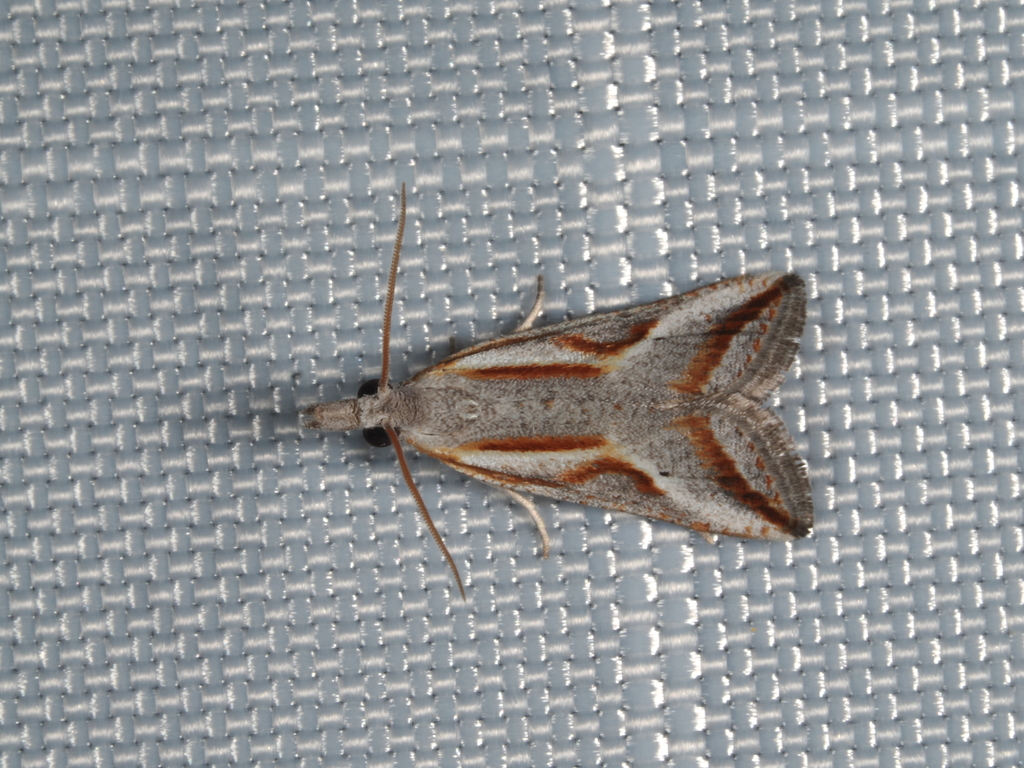 Banksia Boring Moth from Wooli NSW 2462, Australia on November 24, 2023 ...