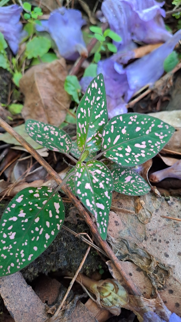 Polka Dot Plant from Karangi NSW 2450, Australia on November 24, 2023 ...