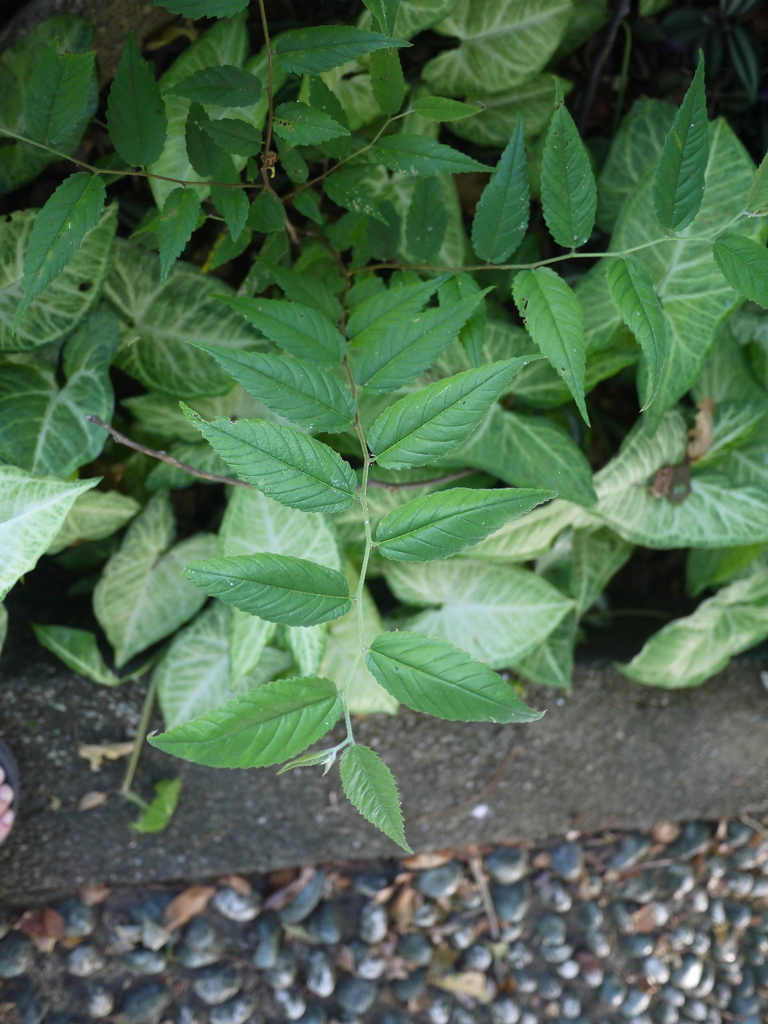 Muku Tree from 310新竹縣竹東鎮環山路2號 on September 30, 2023 at 04:14 PM by ...