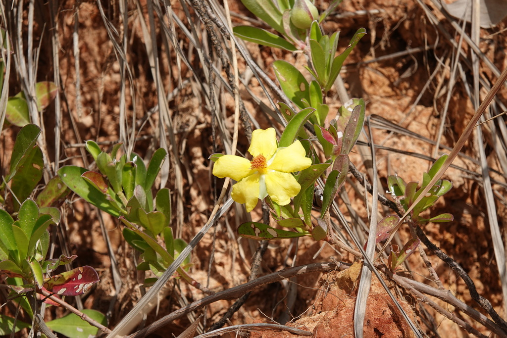 Climbing Guinea flower from Cooloola QLD 4580, Australia on June 8, 2023 at 11:00 AM by Enot ...