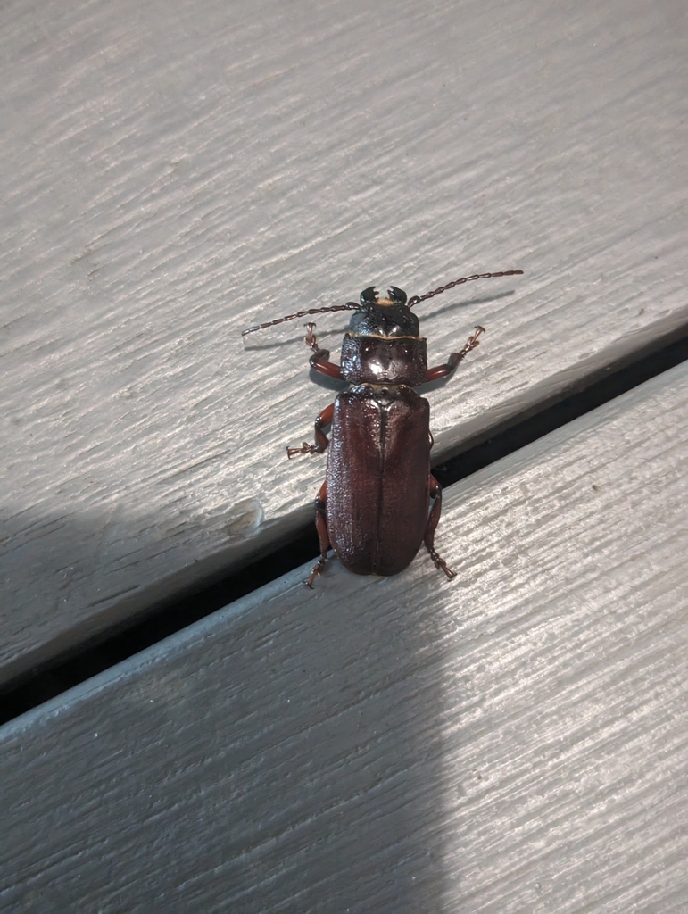 Tooth-necked and Aberrant Longhorn Beetles from Strathdickie QLD 4800 ...