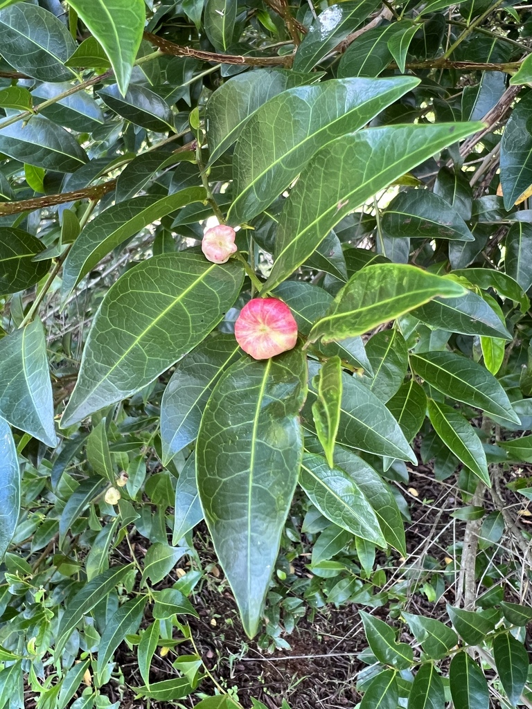 Cheese Tree from Byron, AU-NS, AU on November 24, 2023 at 11:07 AM by ...
