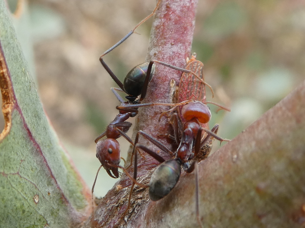 Southern Meat Ant from Heathcote VIC 3523, Australia on November 24 ...