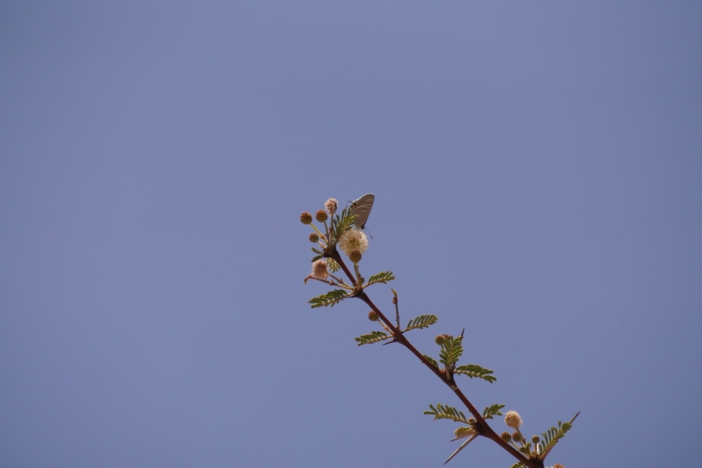 Pea Blue from Tutume, Botswana on November 18, 2023 at 11:14 AM by Maia ...