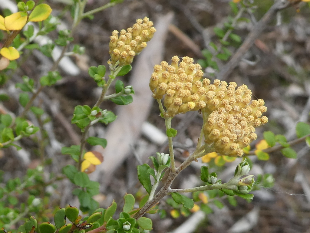 Grey Everlasting from Derrinal VIC 3523, Australia on November 24, 2023 ...