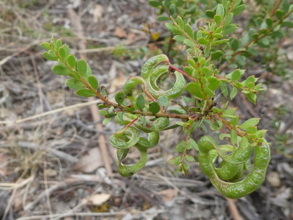 Round-leaf Wattle from Derrinal VIC 3523, Australia on November 24 ...