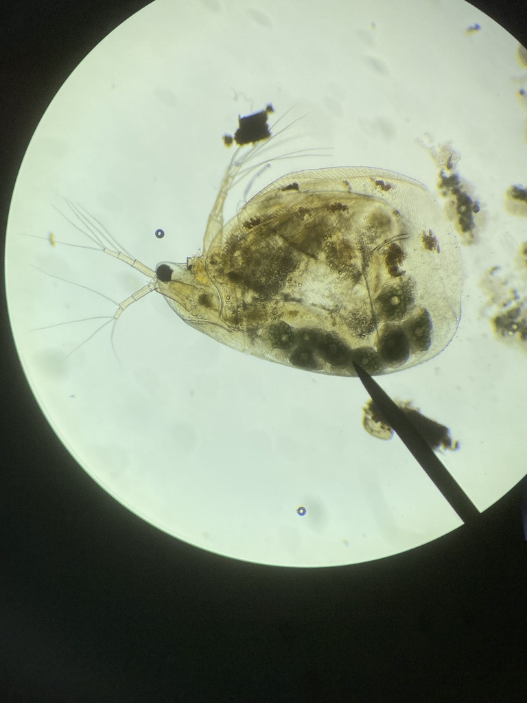 Simocephalus exspinosus from Campus LyonTech-la Doua, Villeurbanne ...