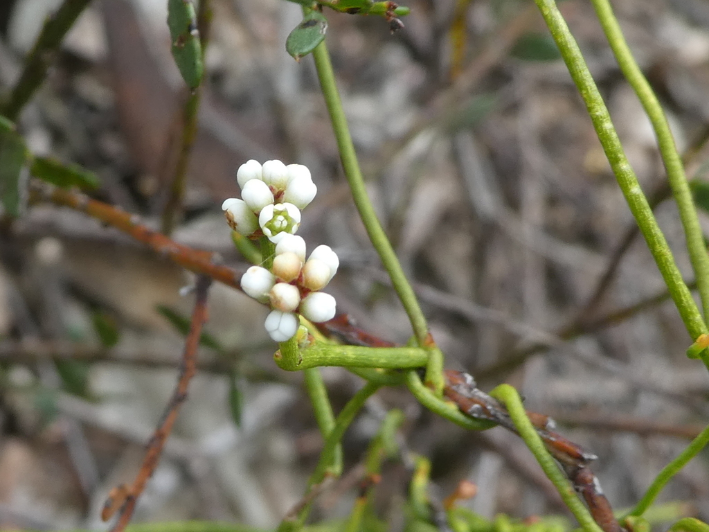 Slender Devil's Twine from Derrinal VIC 3523, Australia on November 24 ...