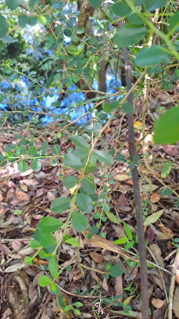 Cockspur Thorn from Karangi NSW 2450, Australia on November 24, 2023 at 01:46 PM by coolduck ...