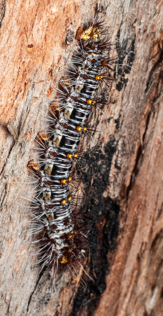Batwing Moth from Frankston - East, AU-VI, AU on November 24, 2023 at ...