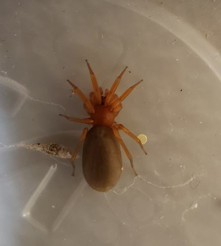 Orthonops gertschi · iNaturalist