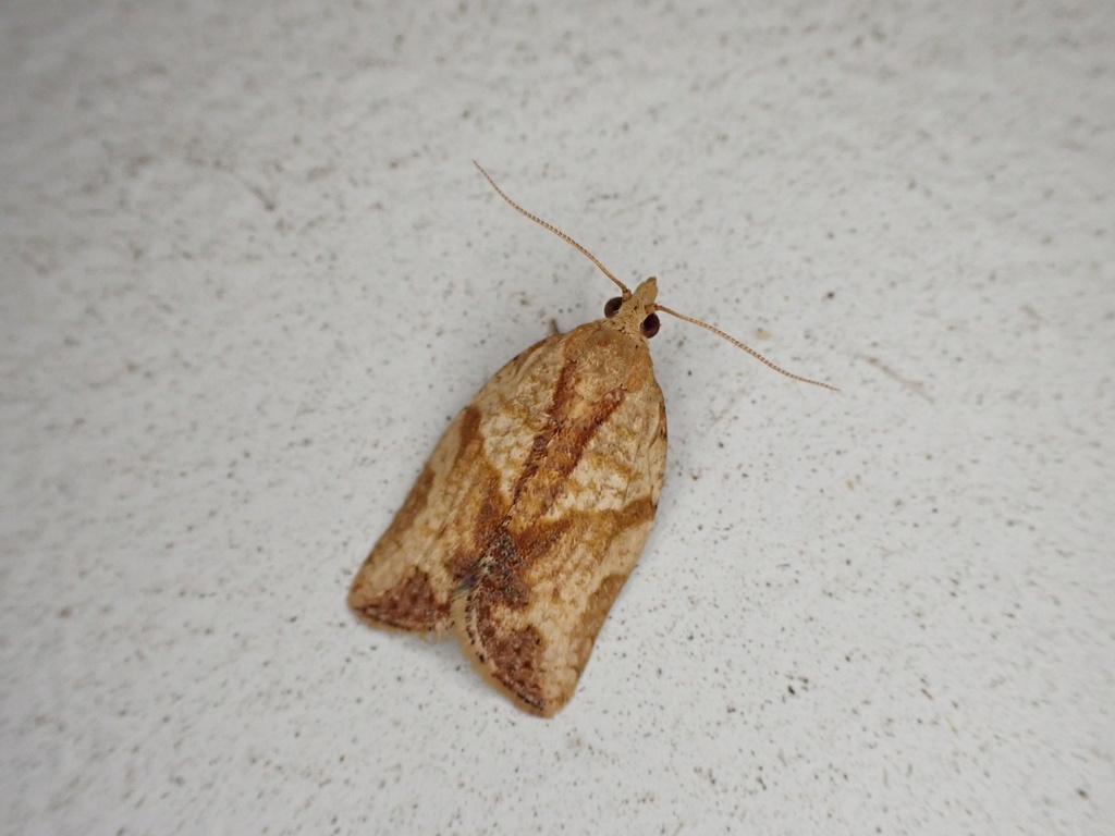 Light Brown Apple Moth in November 2023 by stanley8m · iNaturalist