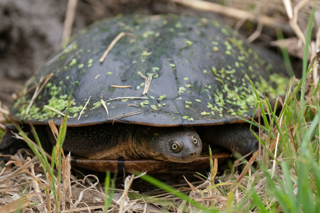 Common Snake-necked Turtle from Newtown, Victoria, Australia on ...