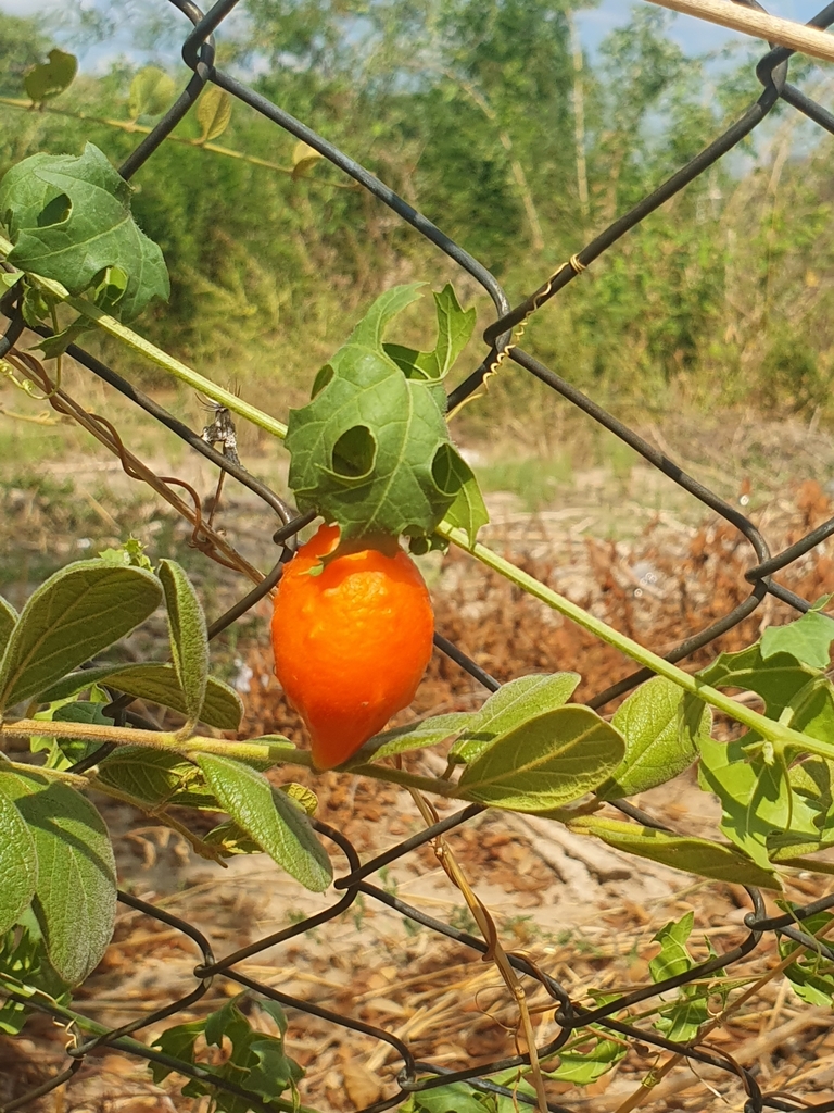 Balsam Apple from F7VH+HF6, Katima Mulilo, Namibia on November 24, 2023 ...
