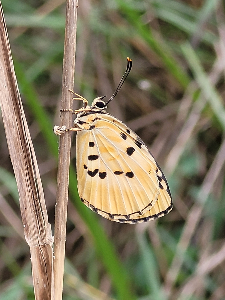 Liptena homeyeri from Serenje, ZM-CE, ZM on November 21, 2023 at 10:53 ...