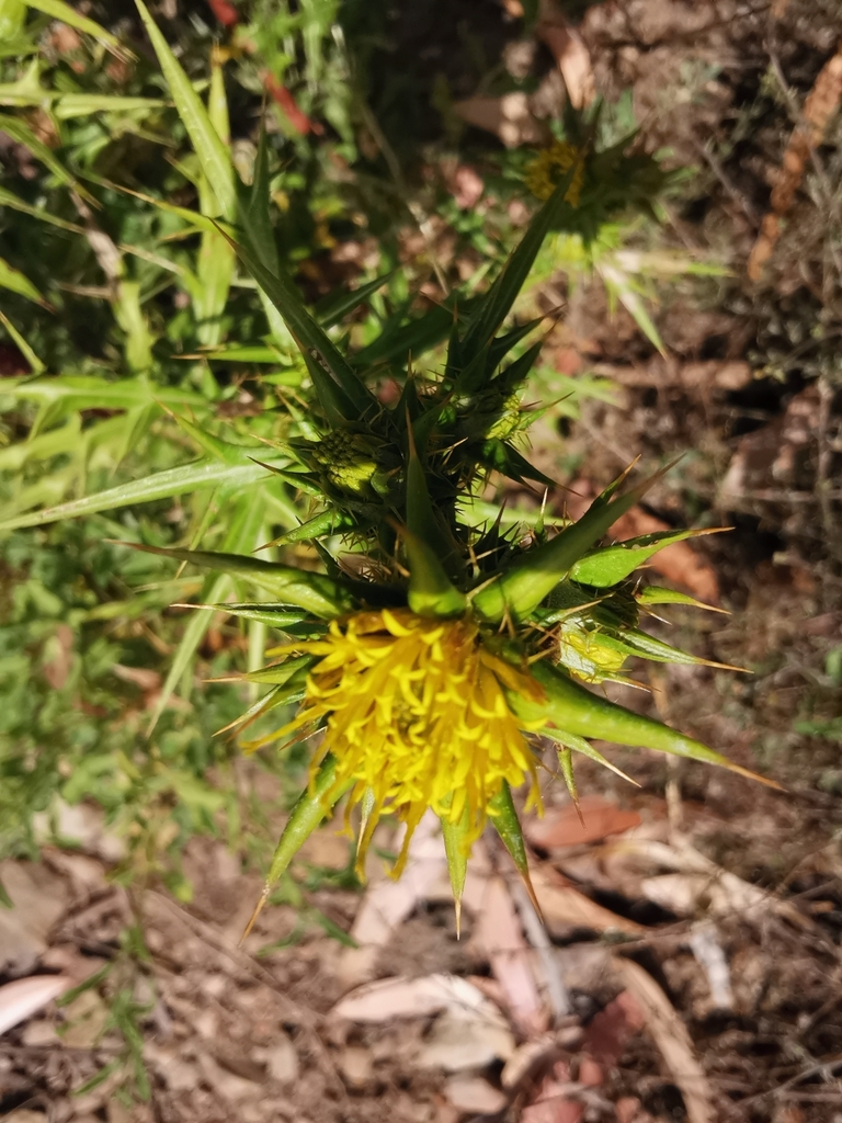 Weed African Thistle in November 2023 by michelledw · iNaturalist