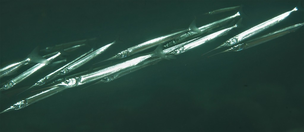 Eastern Sea Garfish (Fishes of Cabbage Tree Bay Aquatic Reserve, Sydney ...