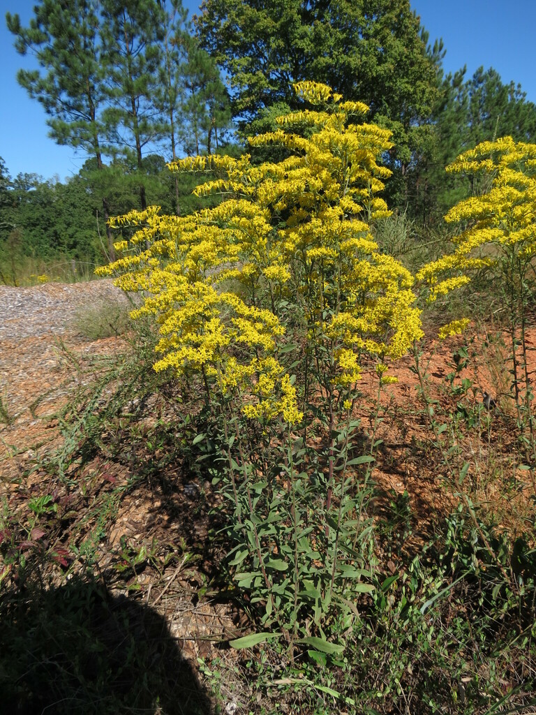 field goldenrod from Rockdale County, GA, USA on September 24, 2012 at ...
