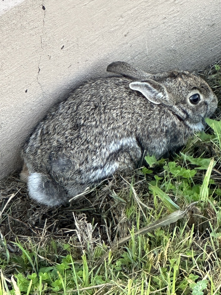 Eastern Cottontail from Navo Rd, Aubrey, TX, US on November 24, 2023 at ...
