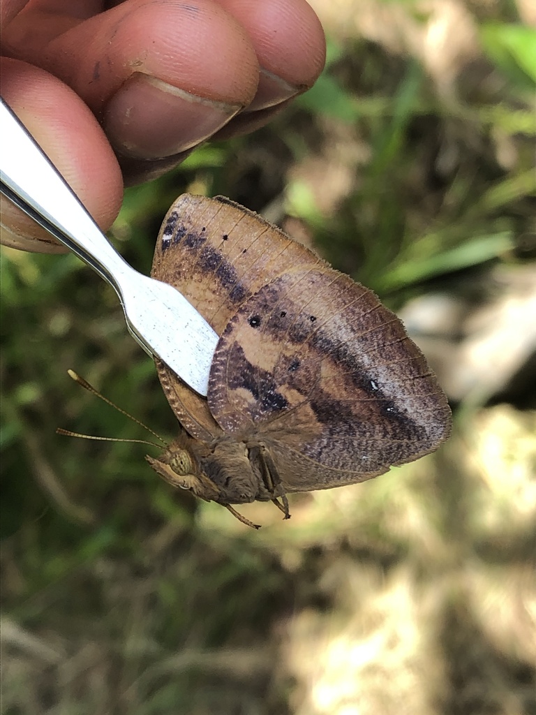 Narope nesope from Wetland, Madre de Dios, PE on January 25, 2020 at 10 ...