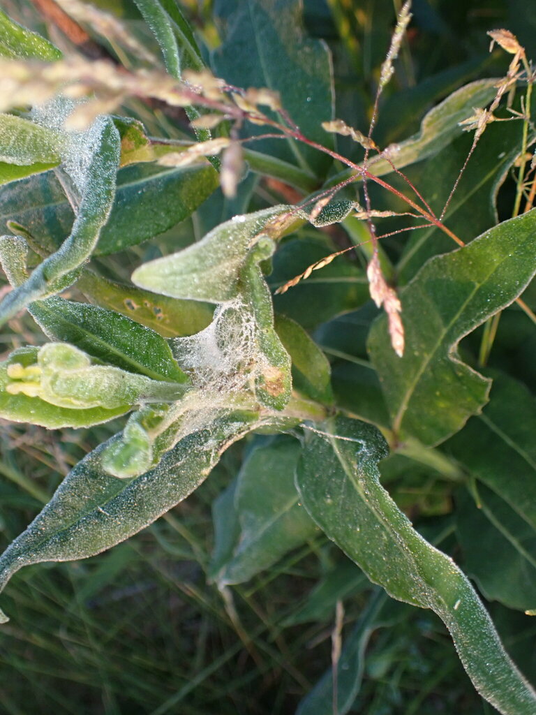 Rosinweed Moth in June 2023 by Angus Mossman. On Silphium integrifolium ...