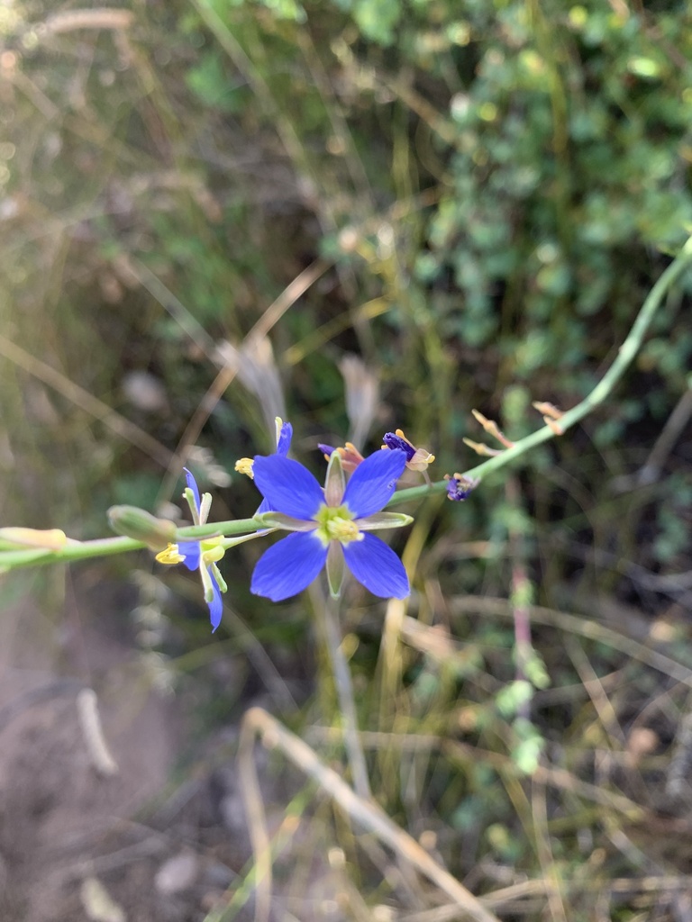 Heliophila linearis linearifolia from Table Mountain National Park ...