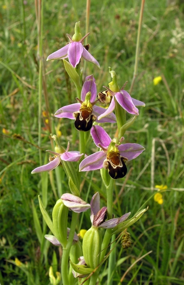Bee Orchid from Bruinisse, Pays-Bas on June 25, 2005 at 12:00 AM by ...