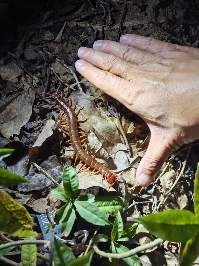 Vietnamese Centipede from Xishuangbanna Dai, CN-YN, CN on November 24 ...