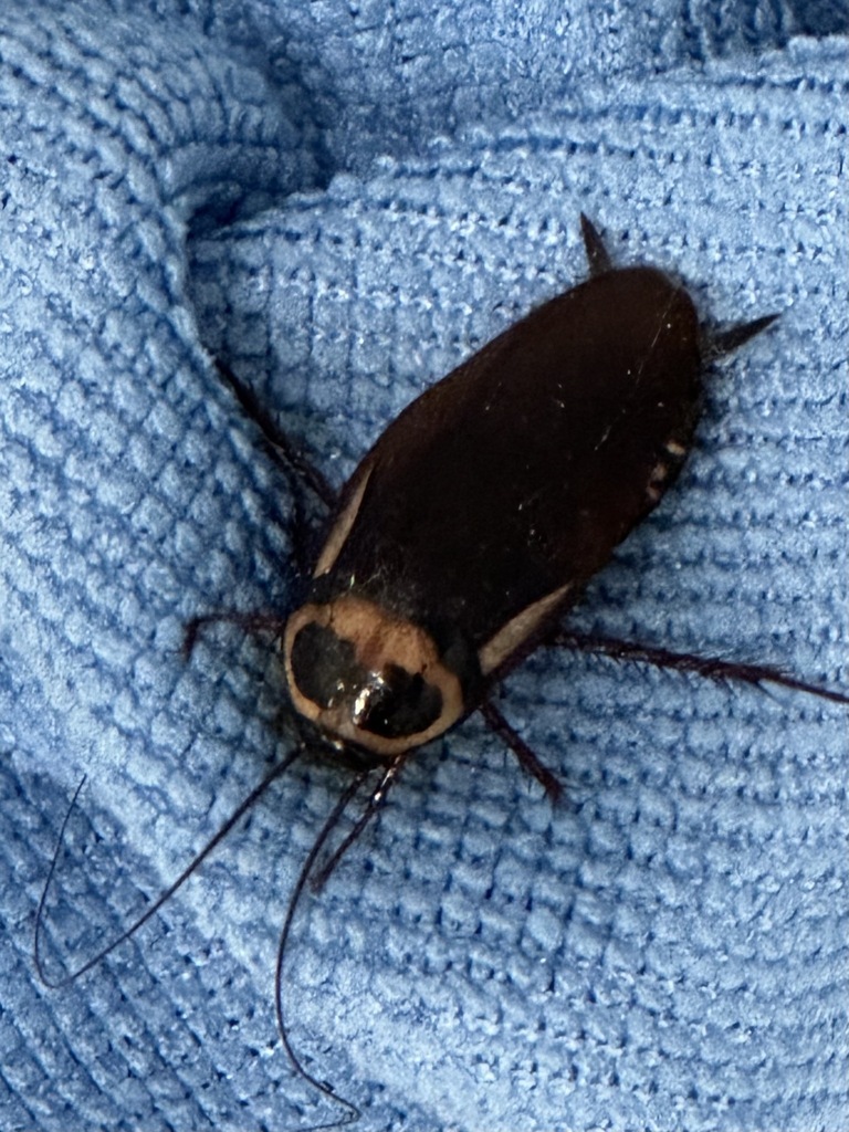 Australian Cockroach from North Beach, FL, USA on October 4, 2023 at 10 ...