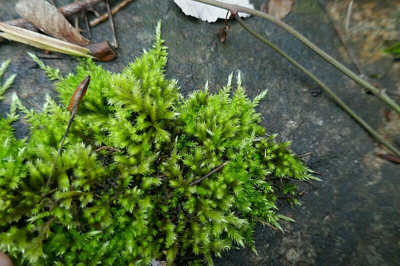 Silky Wall Feather-moss from 22100 Dinan, France on November 24, 2023 ...
