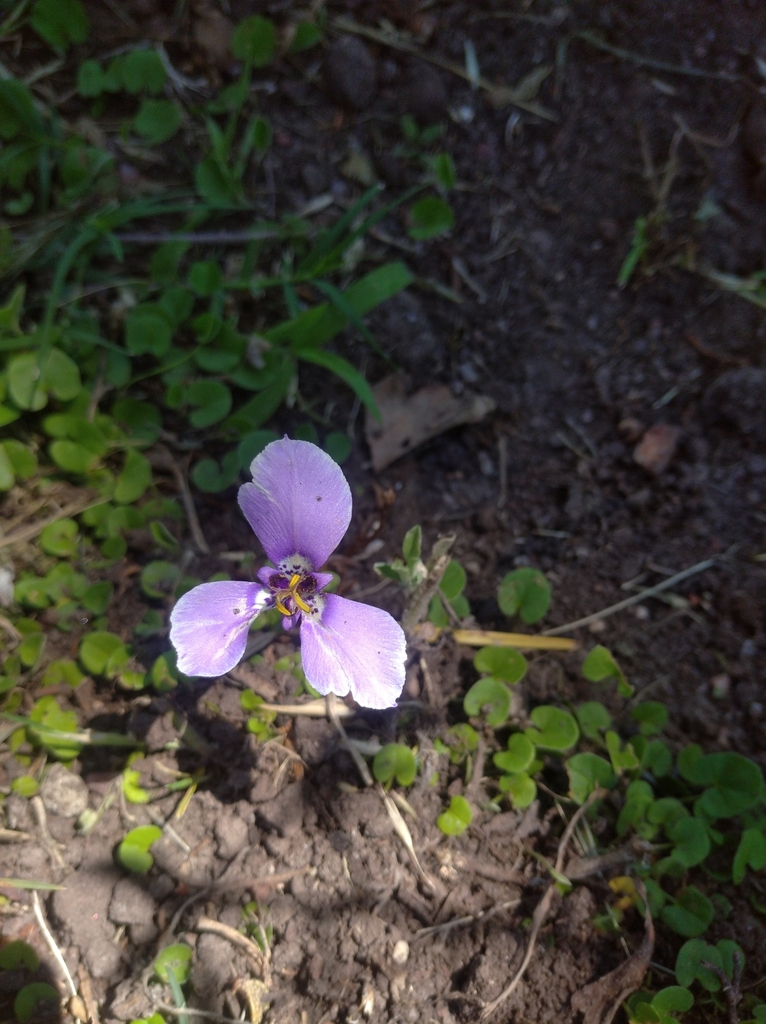 Prairie Nymph from Prado, Montevideo, Departamento de Montevideo ...