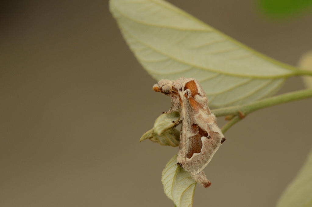 Butterflies and Moths from Baksara, Howrah, West Bengal, India on June ...