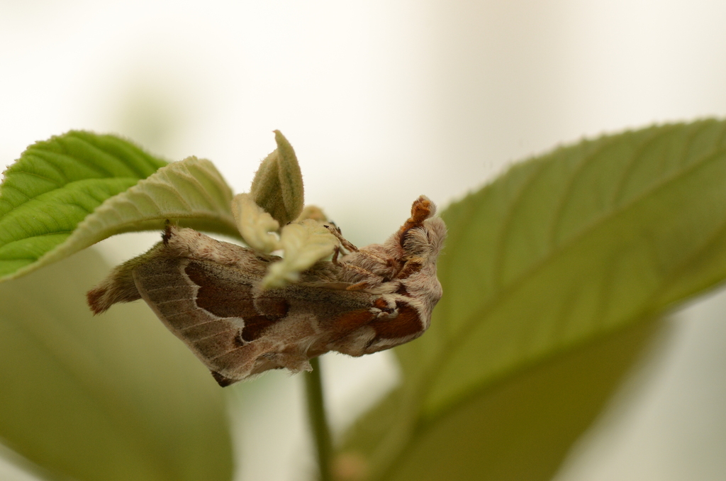 Butterflies and Moths from Baksara, Howrah, West Bengal, India on June ...