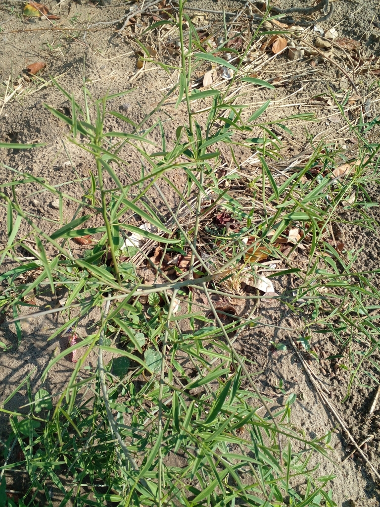 flowering plants from Zambezi Region, Namibia on November 24, 2023 at ...