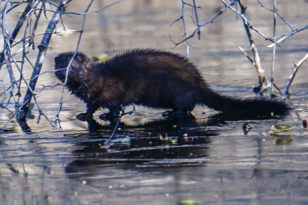American Mink from Estabrook Park, Shorewood, WI, US on November 24 ...