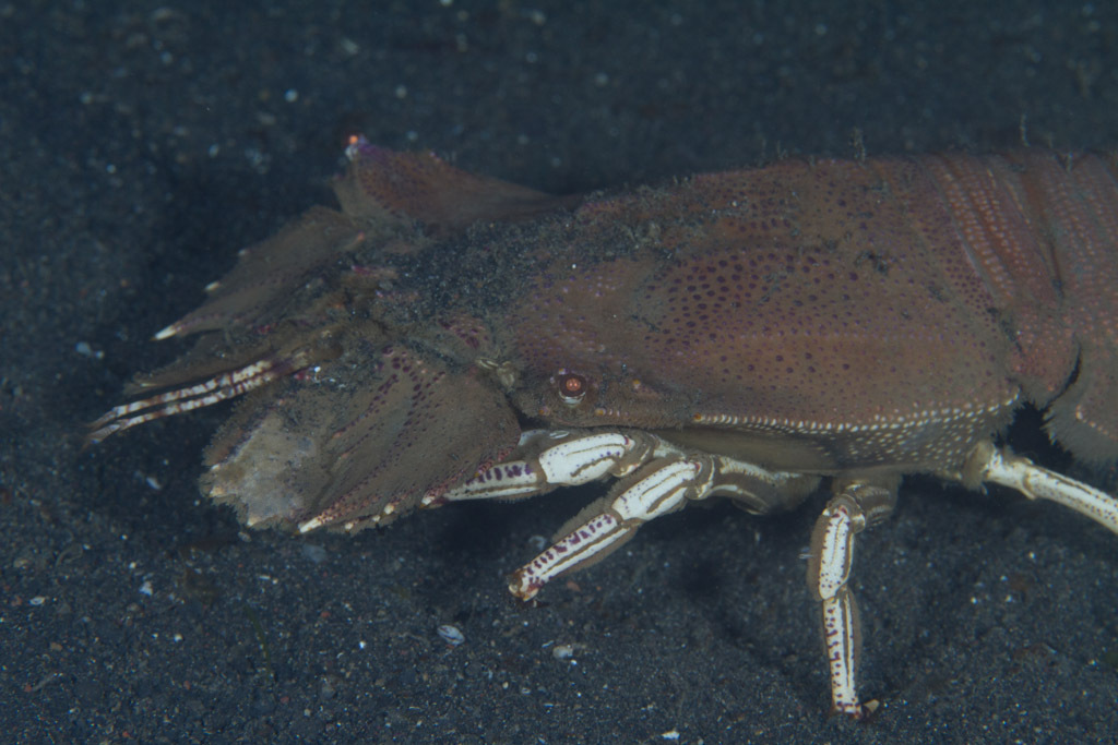 Thenus orientalis (Lund, 1793)