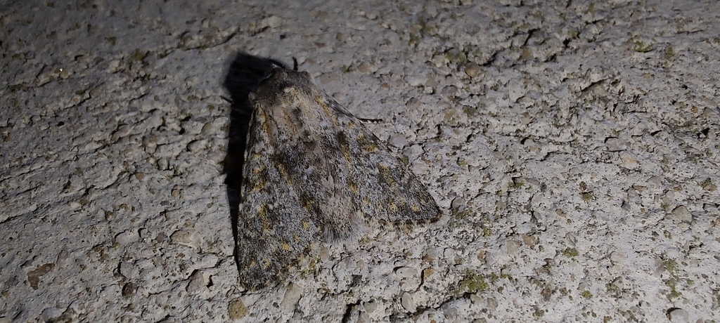 Polymixis rufocincta from Agigea, Stațiunea Zoologică Marină Agigea ...