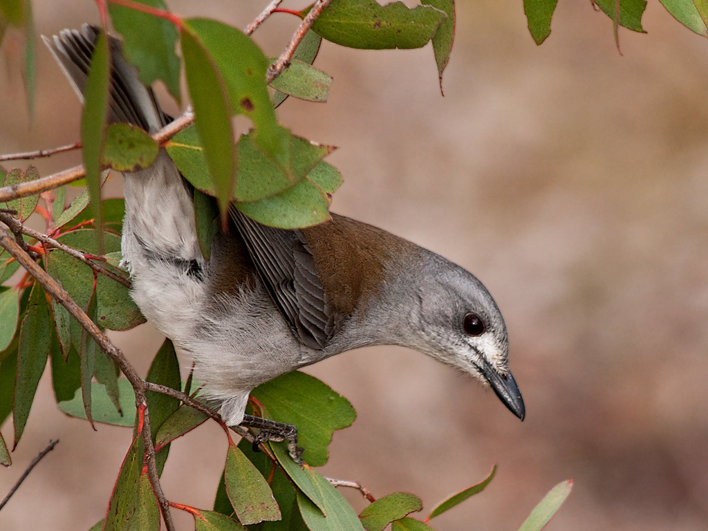 Gray shrikethrush (Birds of Griffith NSW) · iNaturalist