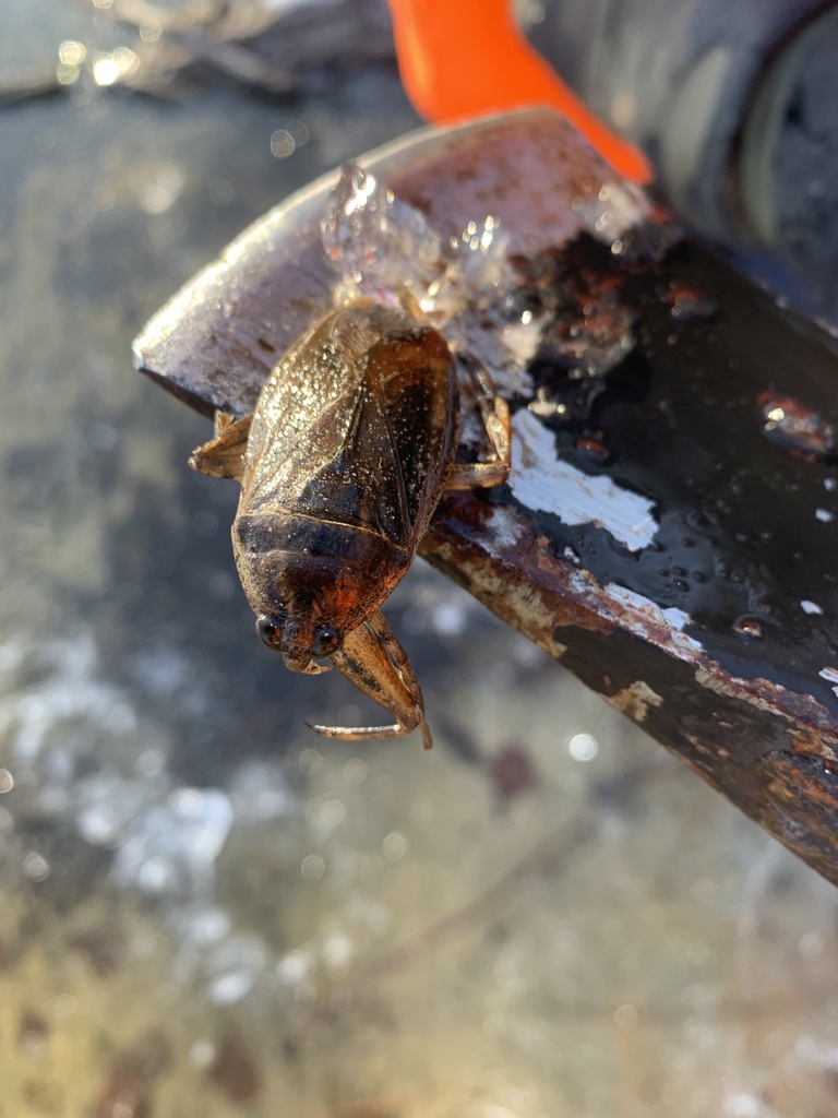 American Giant Water Bug from Kings Lake, Elliot Lake, ON, CA on ...
