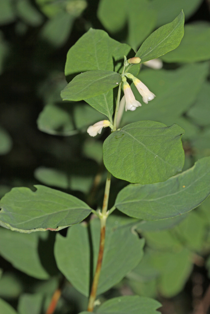 Roundleaf Snowberry from Salt Lake County, UT, USA on July 16, 2011 at ...