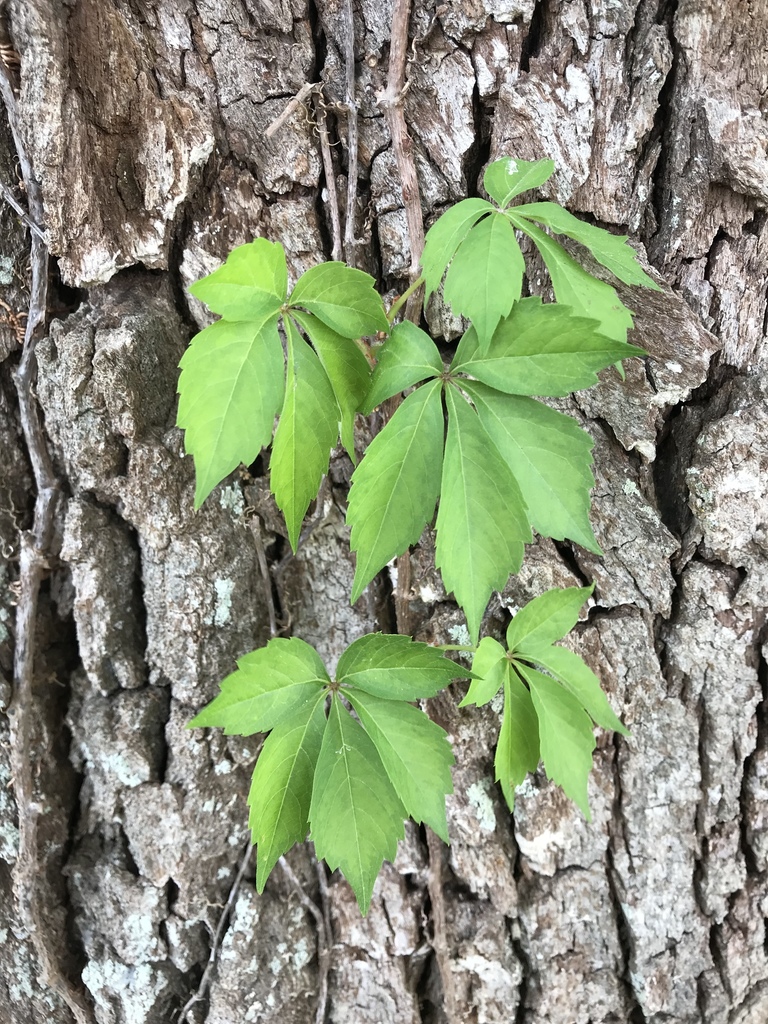 Virginia creeper (Plants of Pinery Provincial Park) · iNaturalist