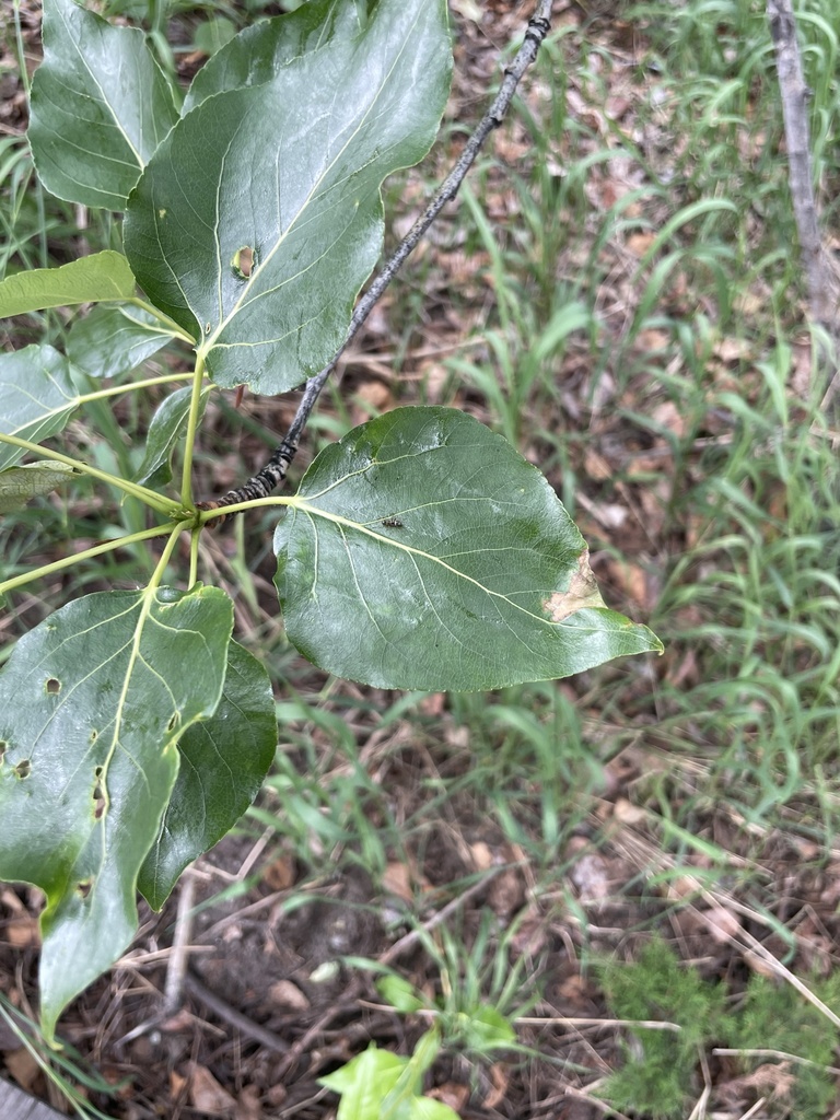 balsam poplar from Cave and Basin National Historic Site, Improvement ...