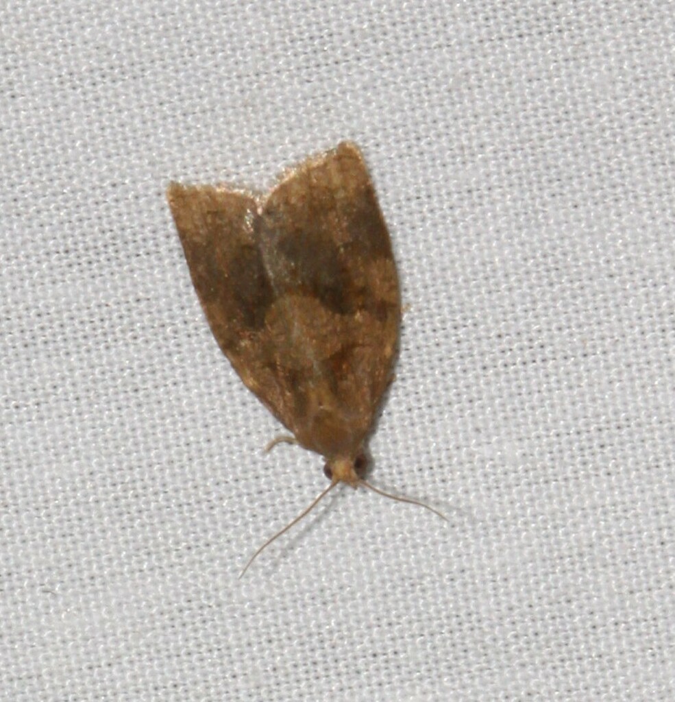 Rose Tortrix Moth from Mont-Joli, QC, Canada, 1101 rue Lussier on July ...