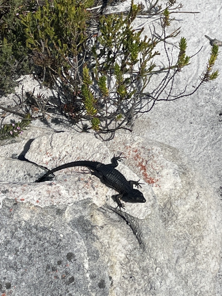 Black Girdled Lizard from Table Mountain National Park, ZA-WC-CT, ZA-WC ...