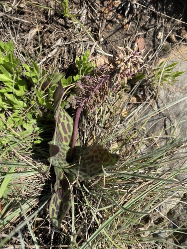 saddleback African hyacinth (Ledebouria pardalota) · iNaturalist