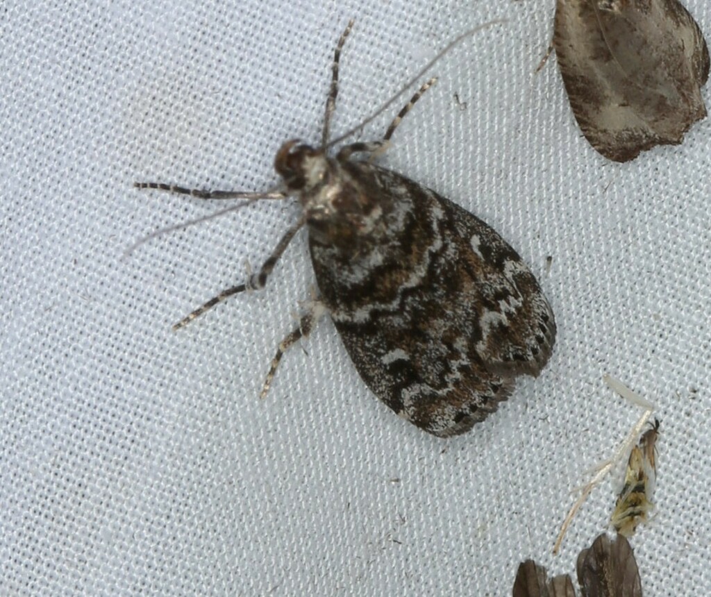 Spruce Coneworm Moth from Mont-Joli, QC, Canada, 1101 rue Lussier on ...