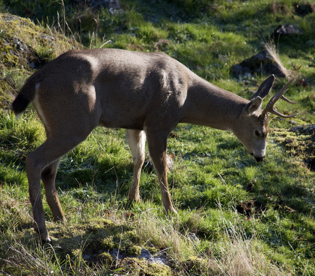Columbian Black-tailed Deer from Capital, BC, Canada on November 24 ...